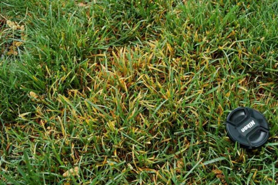 How to Identify, Control, and Prevent Leaf Rust in Grass