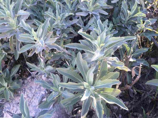 32 Native Plants for California: Flowers, Succulents, Shrubs, and Trees