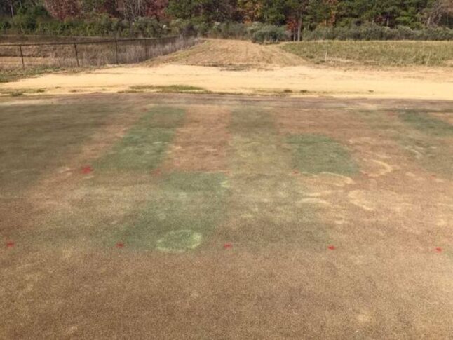 How to Identify and Prevent Take-All Root Rot in Turfgrass