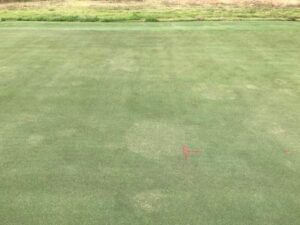 How to Identify and Prevent Take-All Root Rot in Turfgrass