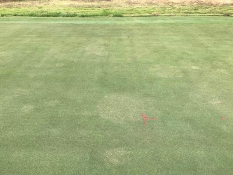 How to Identify and Prevent Take-All Root Rot in Turfgrass