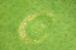Yellow Patch: How to Identify, Control, and Prevent It