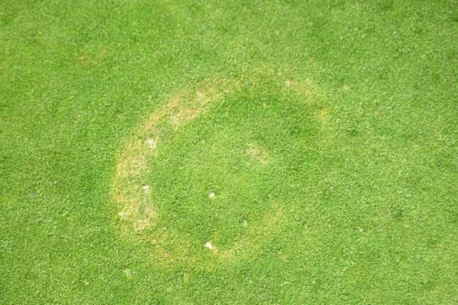 Large Patch Lawn Disease Demystified: Identification and Prevention Tips