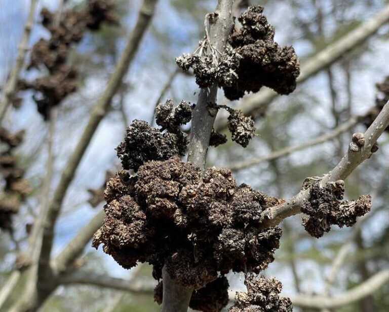 7 Ash Tree Diseases and How to Treat Them