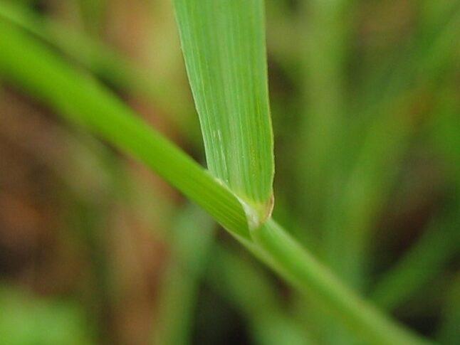 Best Salt-Tolerant Grasses for Your Lawn