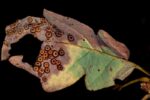 7 Ash Tree Diseases and How to Treat Them
