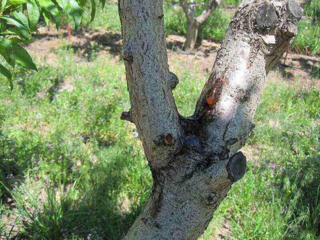 7 Common Cherry Tree Diseases and How to Treat Them