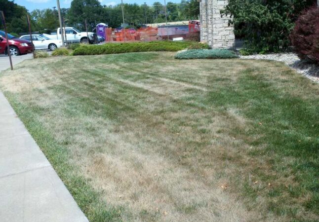 Yellow Grass: Causes and Treatment