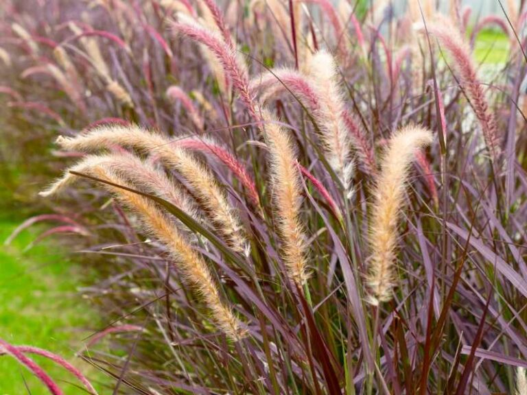 12 Best Tall Ornamental Grasses for Privacy
