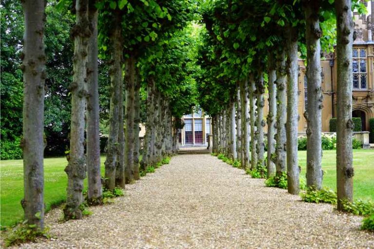 Front Yard Tree Placement: How to Pick, Plant Showpiece Trees