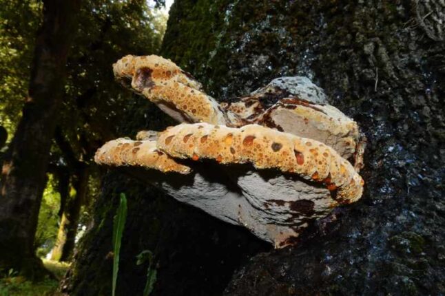 Oak Tree Diseases: How to Treat Them