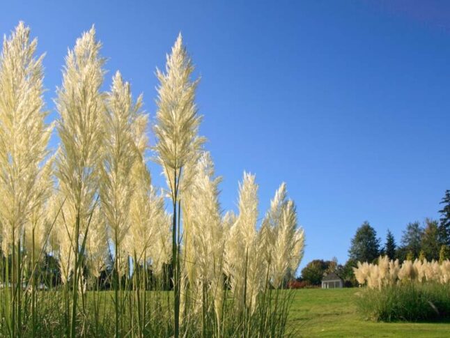 12 Best Tall Ornamental Grasses for Privacy