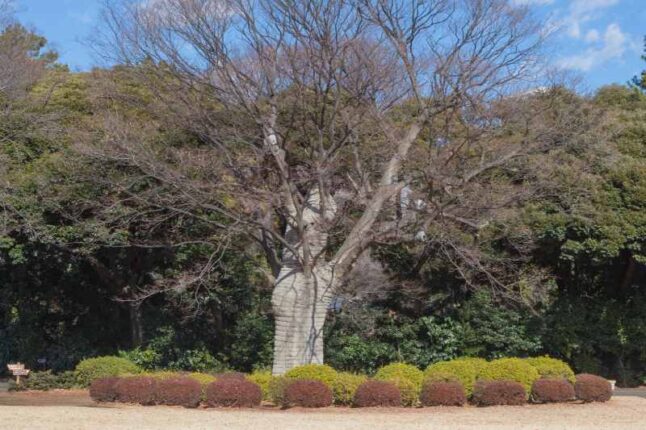 Tree Wrap: What It is, Why to Use It, and How