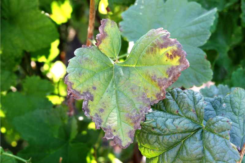 Oak Tree Diseases: How to Treat Them