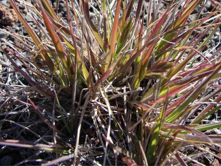 Rescue Grass: How to Get Rid of This Weed?