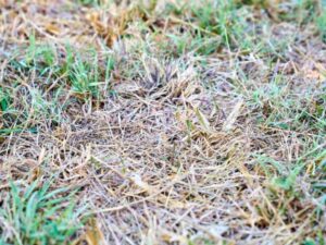 When Not to Mow Your Lawn
