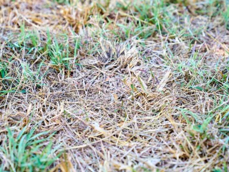 When Does Grass Stop Growing?