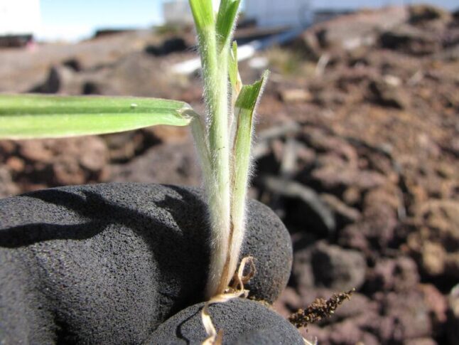 Rescue Grass: How to Get Rid of This Weed?