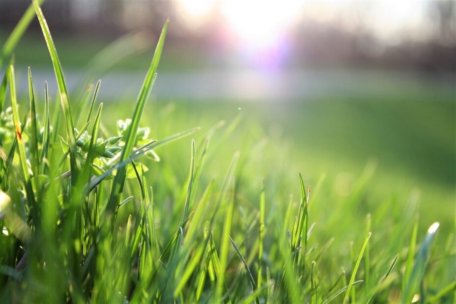 The 5 Best Types of Grass for Hawaii