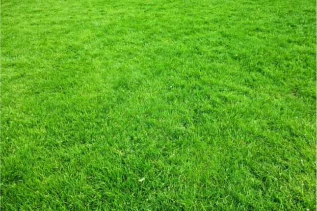 Lawn Scalping: What Is It and When to Do It