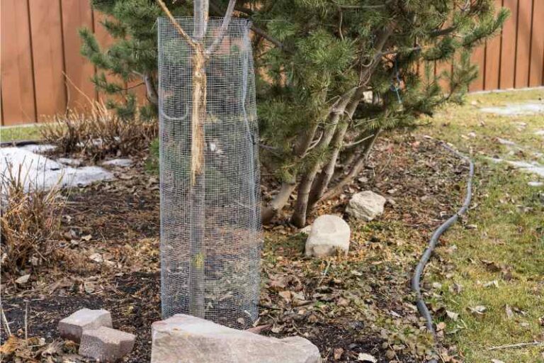 A Guide to Planting Fruit Trees