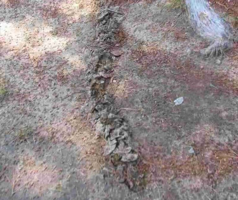 How to Get Rid of Moles In Your Yard and Keep Them Away