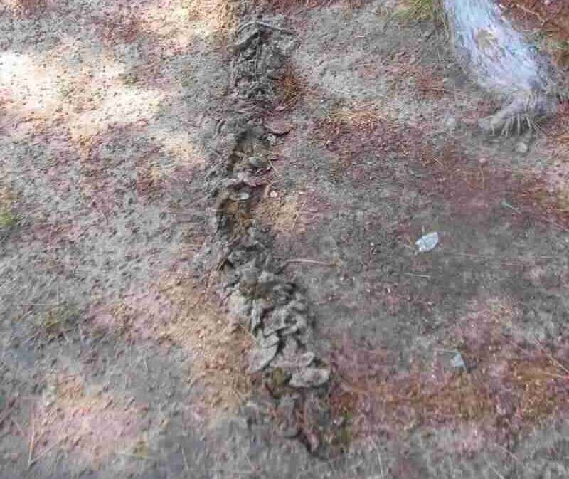 How to Get Rid of Moles In Your Yard and Keep Them Away