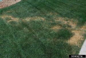 Necrotic Ring Spot in Lawn: How to Treat It