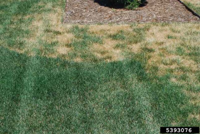Necrotic Ring Spot in Lawn: How to Treat It