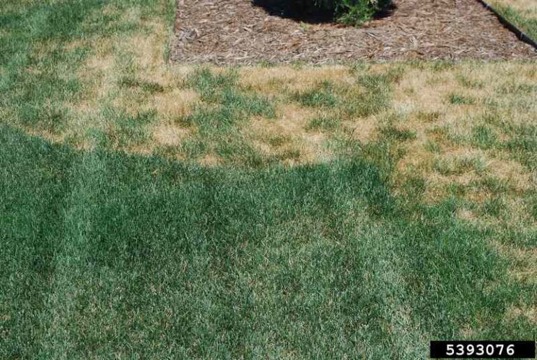 Necrotic Ring Spot in Lawn: How to Treat It