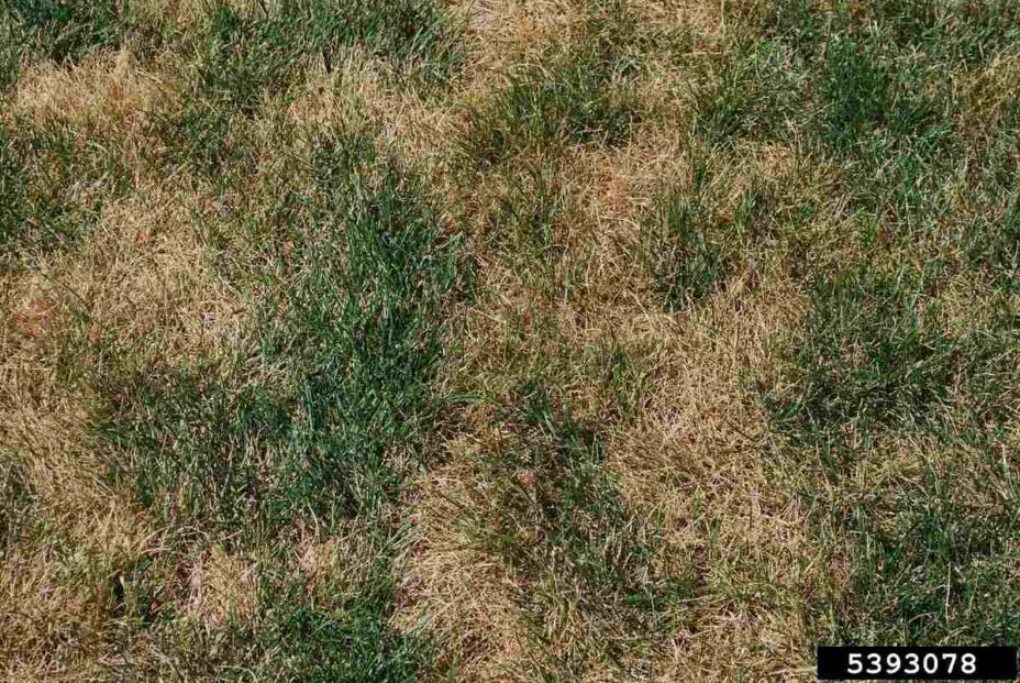 Necrotic Ring Spot in Lawn: How to Treat It