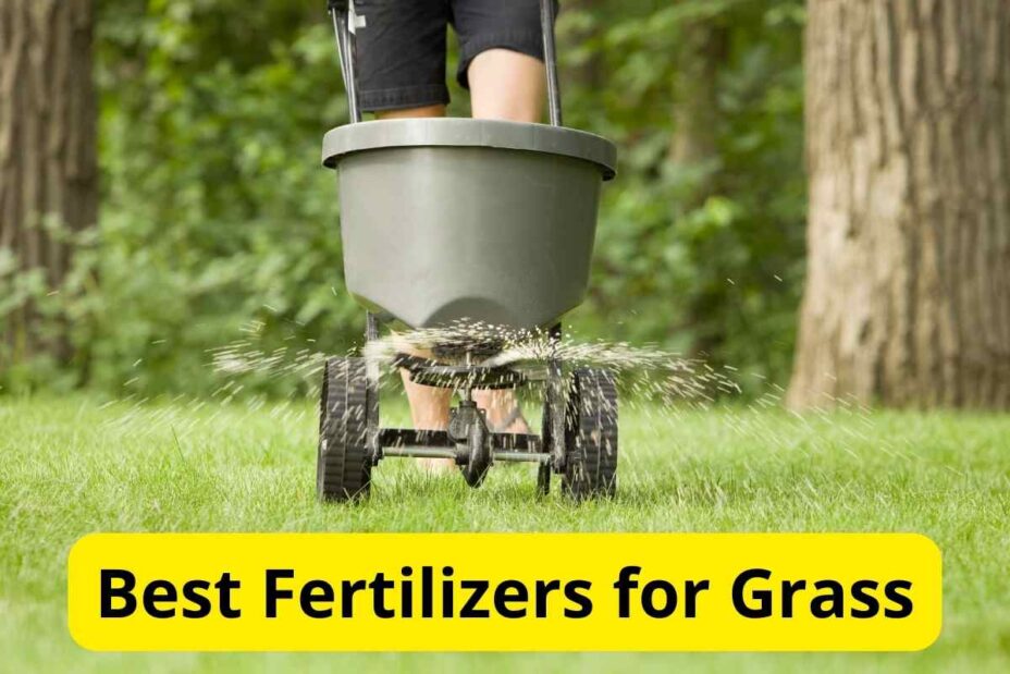 7 Best Fertilizers for Grass in 2025 [Reviews]