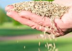 What is Slice Seeding?