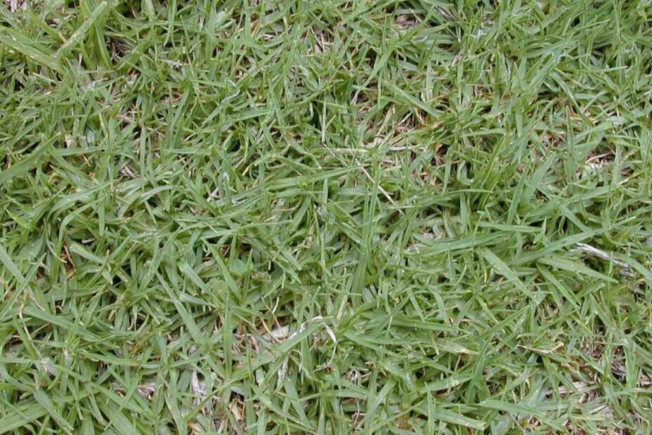 How to Grow and Maintain a Kikuyu Grass Lawn