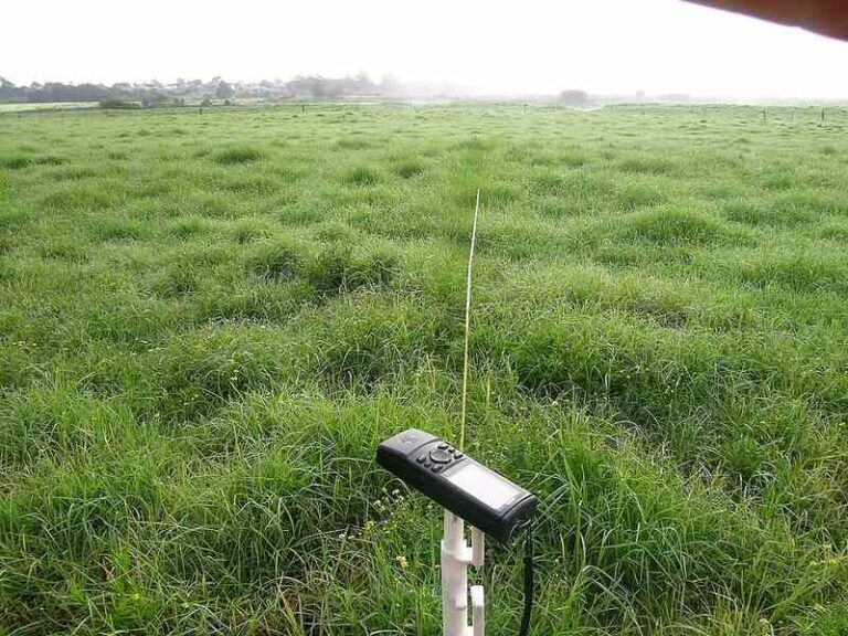 How to Grow and Maintain a Kikuyu Grass Lawn