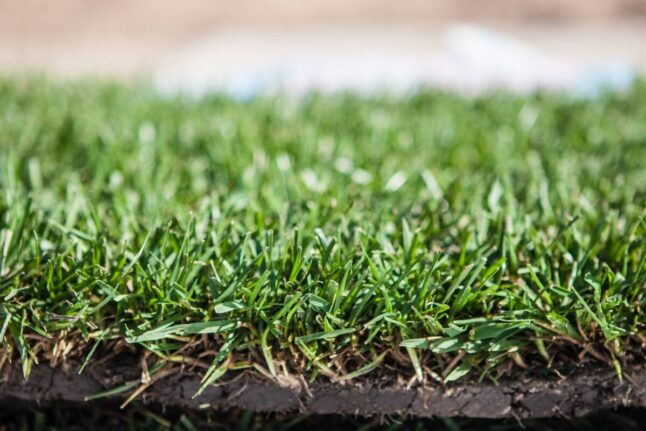 The Best Types of Sod for Your Lawn