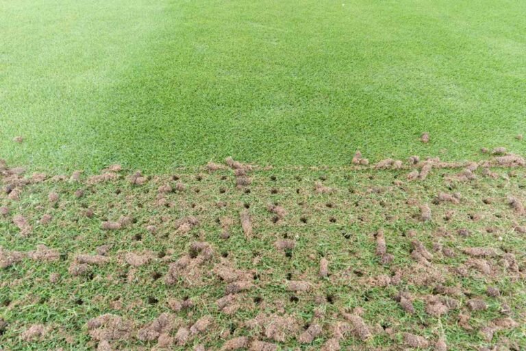 How to Aerate Your Lawn: A Complete Guide