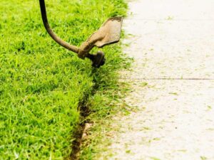 How to Weed Whack Your Lawn Like a Pro