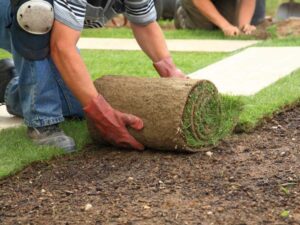 The Best Types of Sod for Your Lawn