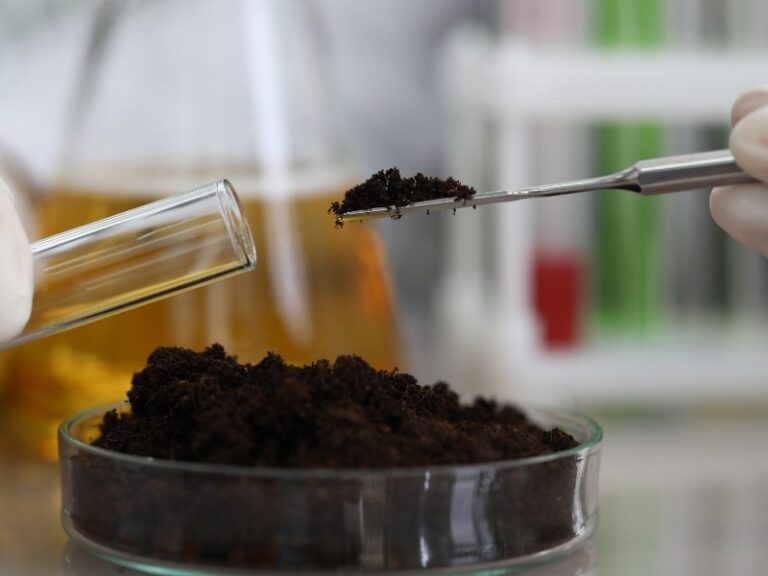 How to Revive a Dead Lawn