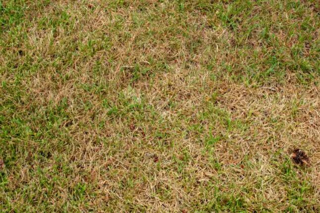 How to Revive a Dead Lawn