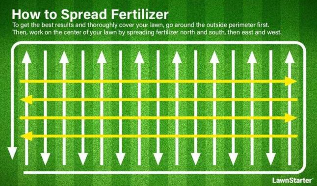 How to Weed and Feed Your Lawn