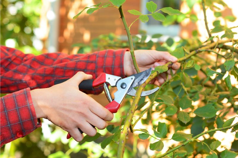 What is Pruning?