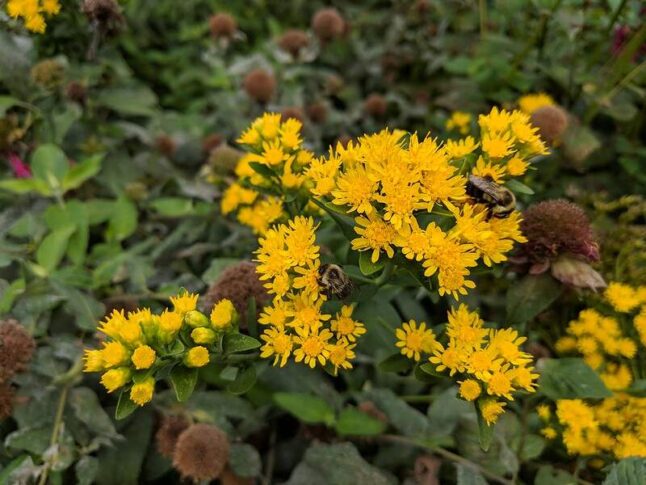 22 Pennsylvania Native Plants