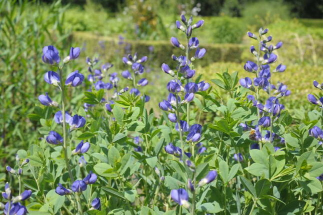 15 Best Native Plants for Nebraska