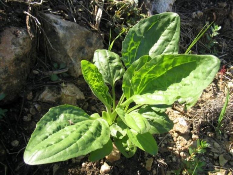 Most Common Weeds in Michigan