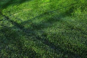 How to Achieve a Dark Green Lawn