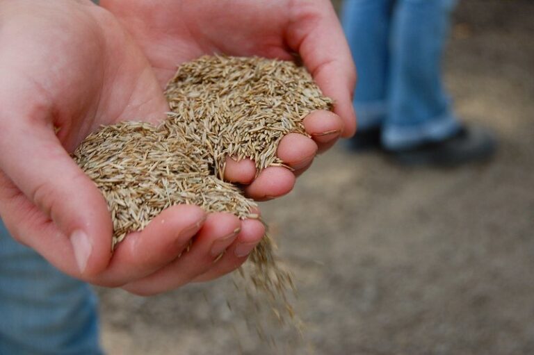How to Plant Grass Seed
