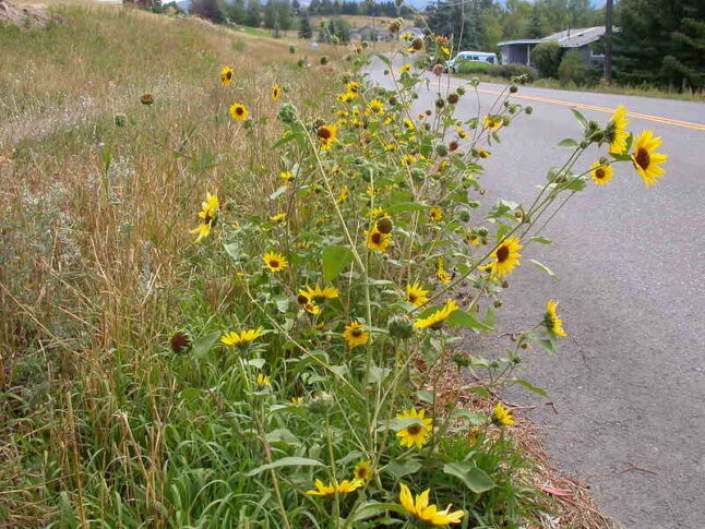 15 Best Native Plants for Nebraska