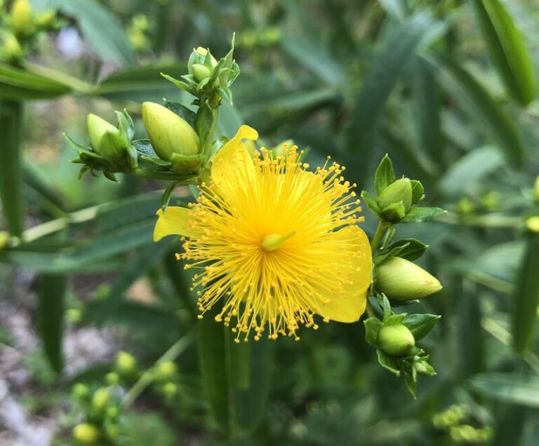 24 Best Tennessee Native Plants